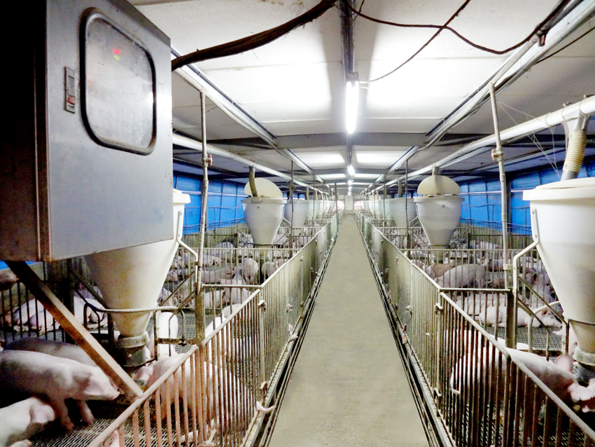 Algal Technology for Swine Wastewater Treatment in Pig Farm, Taiwan