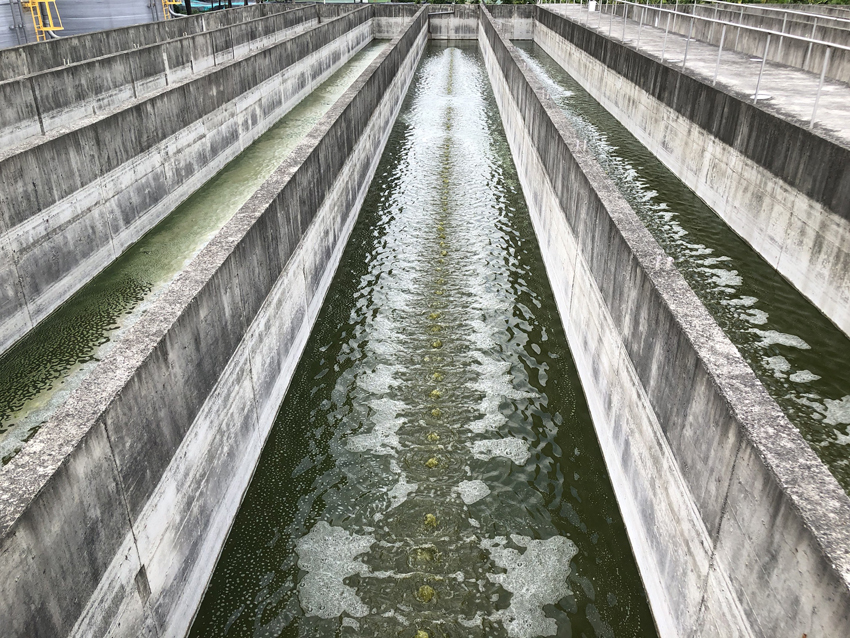 Algal Technology for Swine Wastewater Treatment in Pig Farm, Taiwan